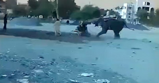 Elephant unleashes rage after being bitten by a mad dog in India (Photos)