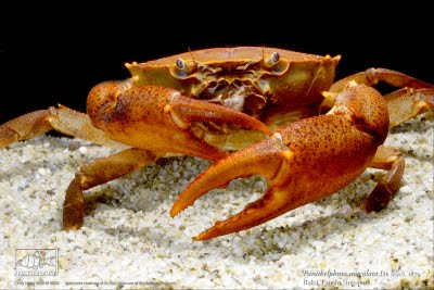 Celebrating Singapore's BioDiversity!: Have a Crabby National Day!