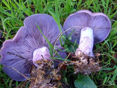 CON LA JAULA A CUESTAS: UNA DE NUESTRAS SETAS. EL PIE AZUL