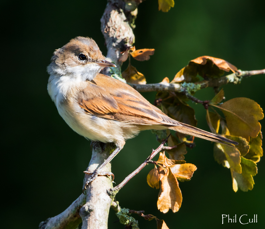 Phil Cull Wildlife Photography: July 2017