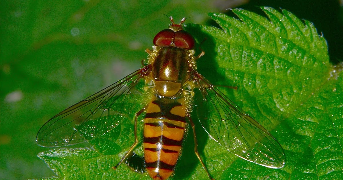 Northwest Norfolk Naturalists: Marmalade Hoverfly