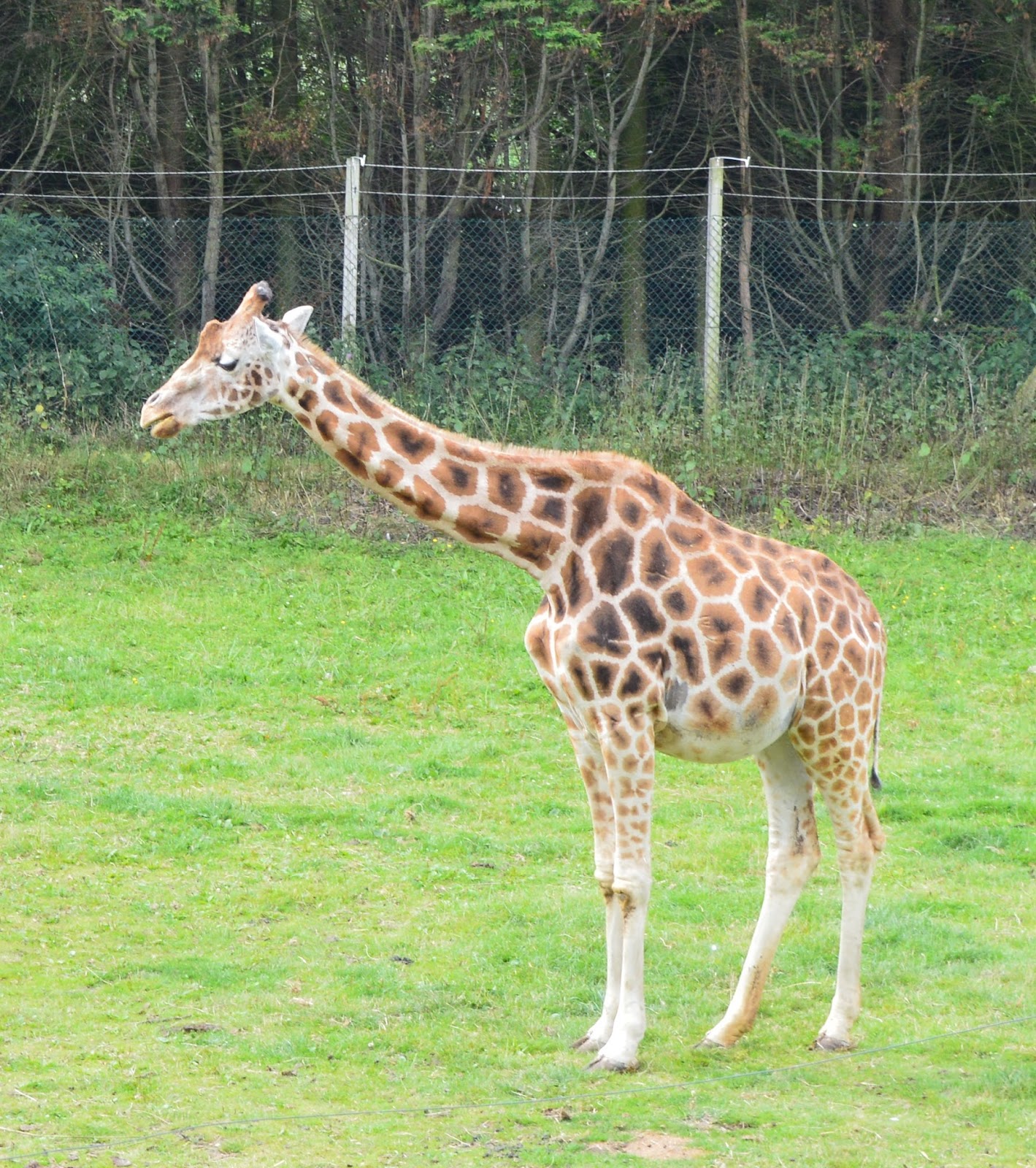 Blackpool Zoo - A review | North East Family Fun