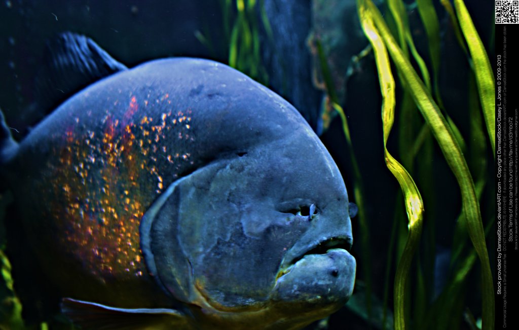 Over the Misty Mountains