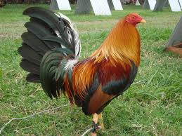 SOMOS O NO SOMOS CHILENOS: Gallito de la Pasión