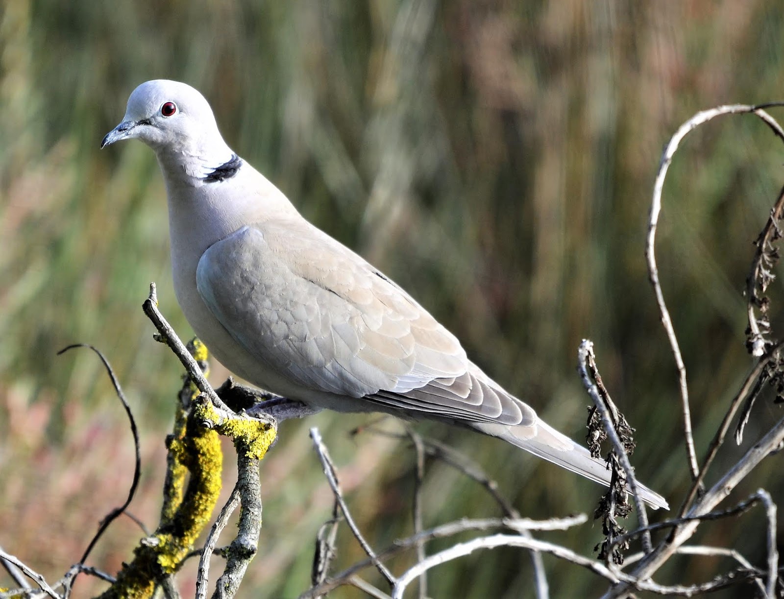 Imagens da vida animal: Rola-turca (Streptopelia decaocto)