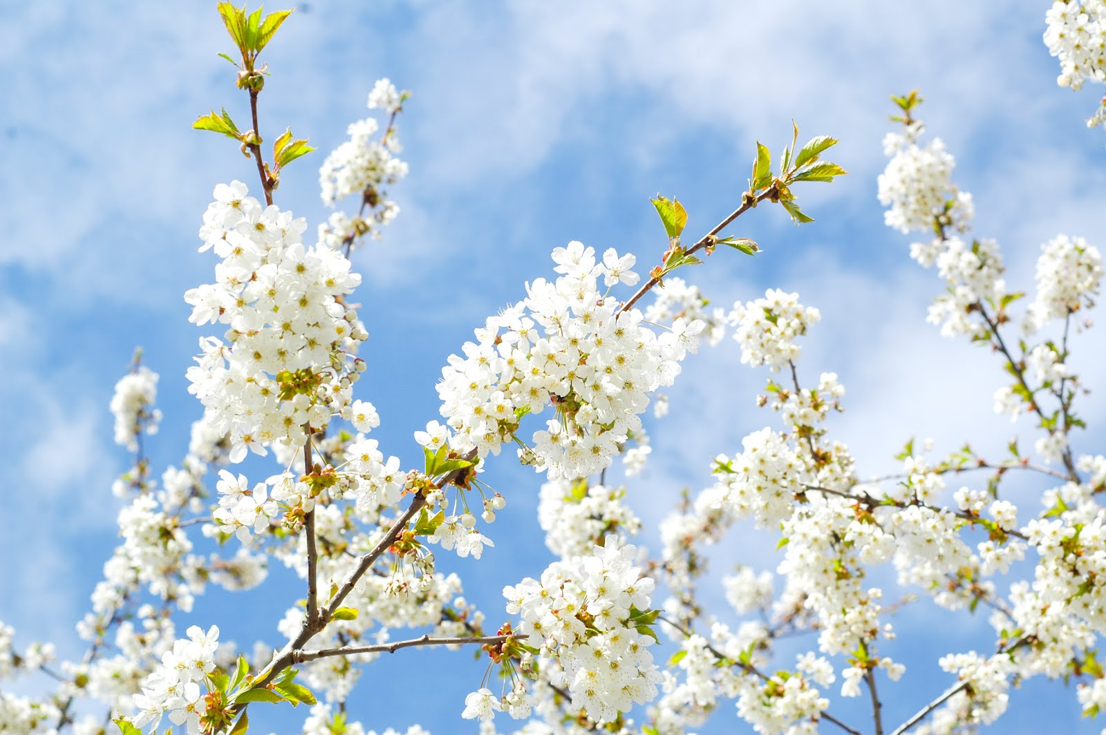 The Fox and the Hounds: May flowers