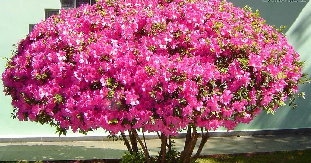 BLOGUE DA LUIZA VALIO : UMA AZALEIA