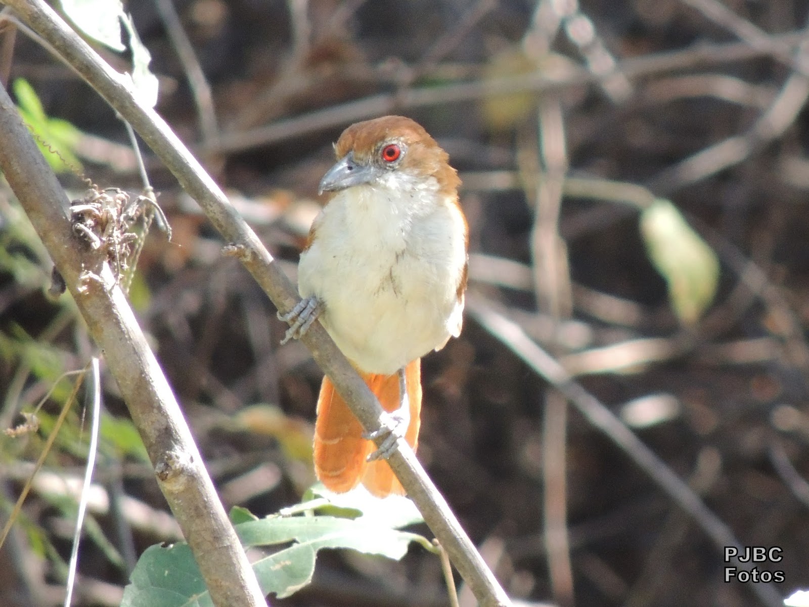 Projeto PJBC- Diários de irmãos observadores- Fauna e Flora: Chorró-boi ...