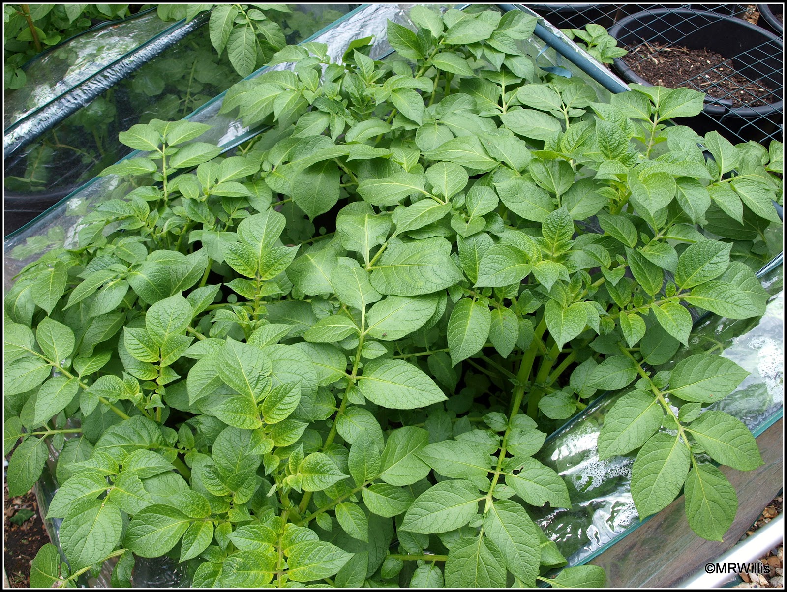Mark's Veg Plot: Potato progress and a sub-standard tomato