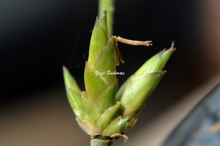 Bambu Indonesia: Bunga dan Buah Bambu