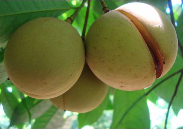 Macam-macam Produk Pengolahan Pala