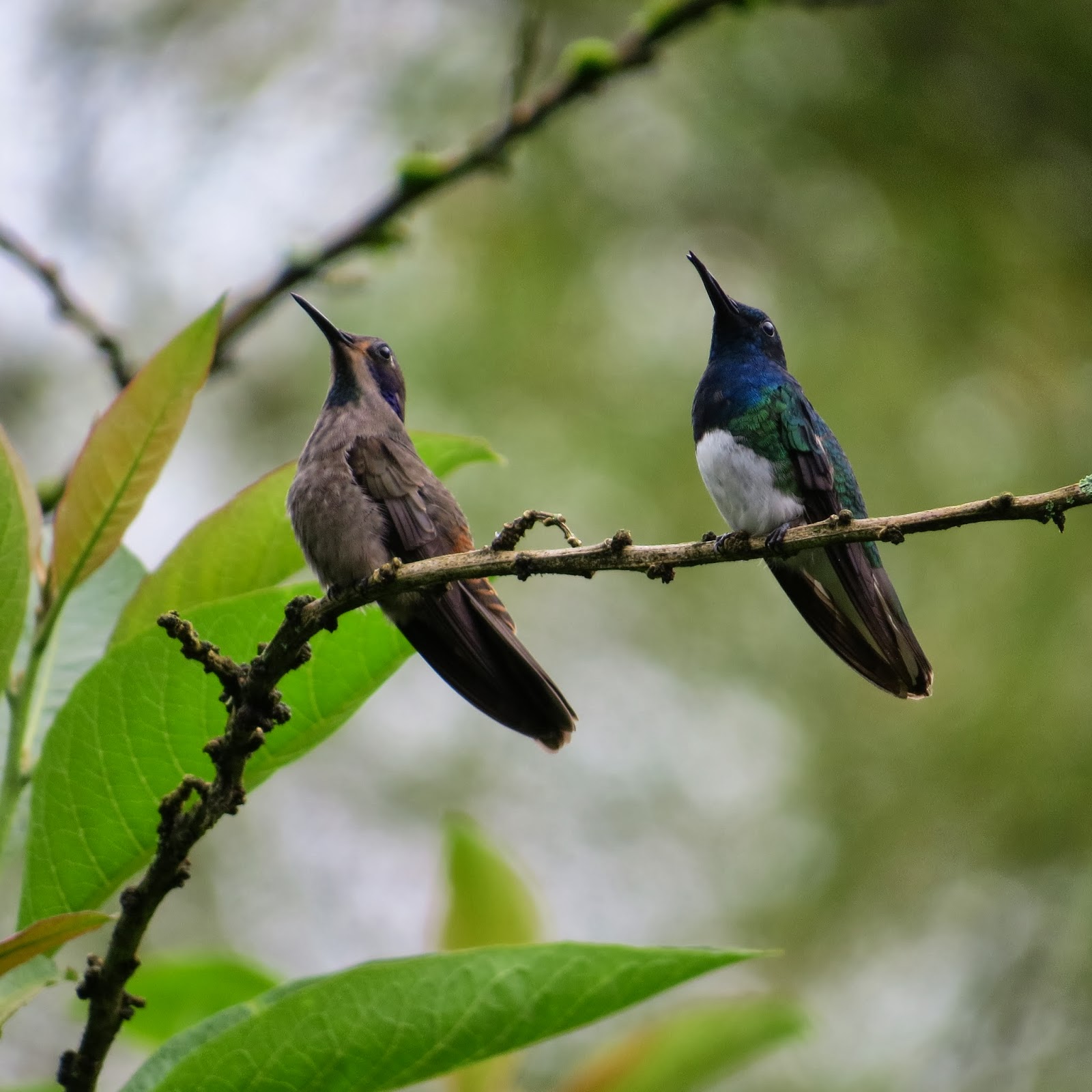 Sightings of a world traveler: The Funny Hummingbirds