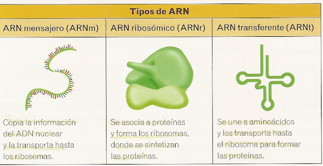 BIOLOGÍA MOLECULAR