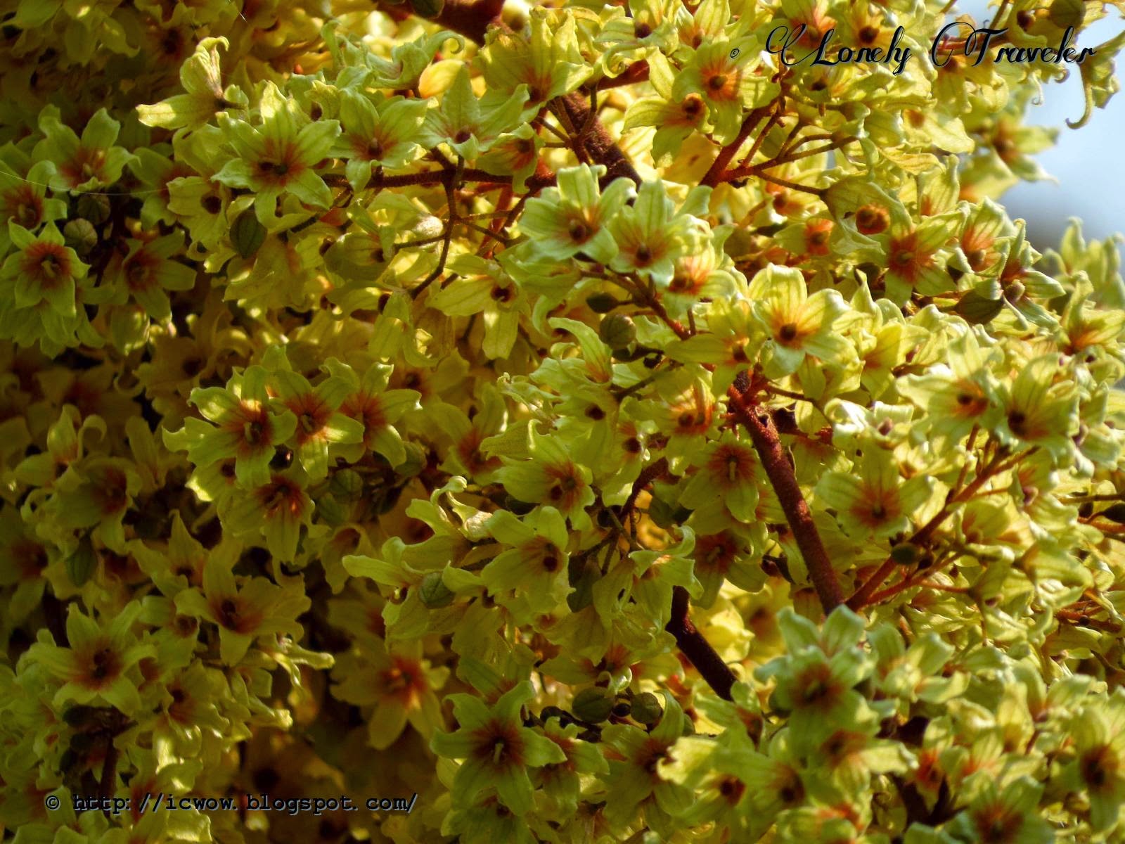 Udal ful (উদাল ফুল) - Sterculia villosa