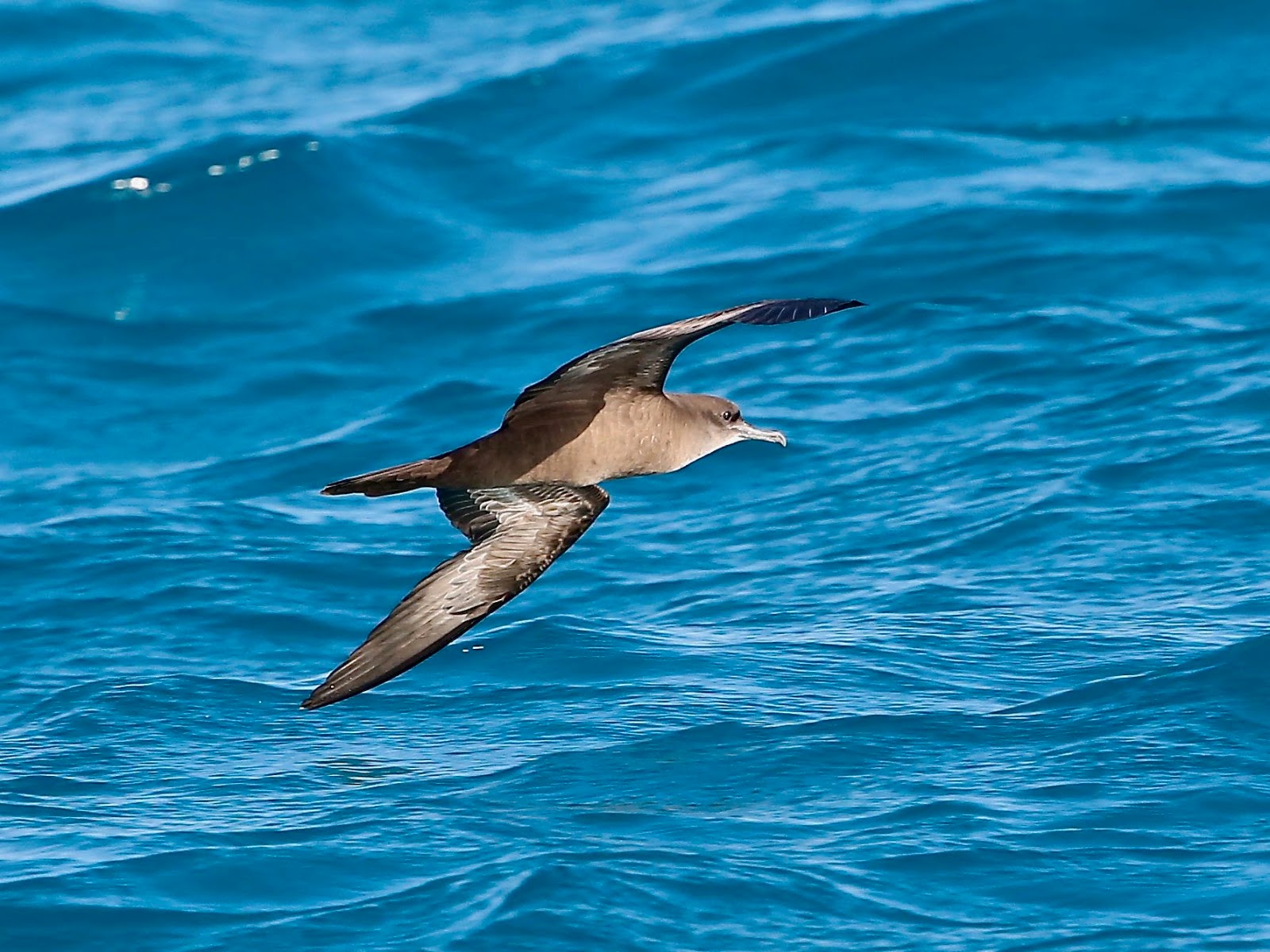 Avithera: Coral Cay Island Birds – Great Barrier Reef – Part 4 Boobies ...