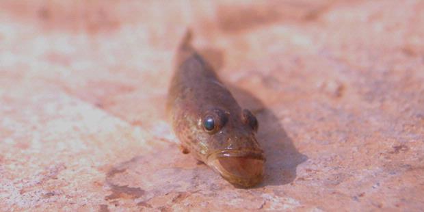 IKAN PURBA DAN GUA TENGKORAK DI DANAU MATANO ~ SMART-NEWZ