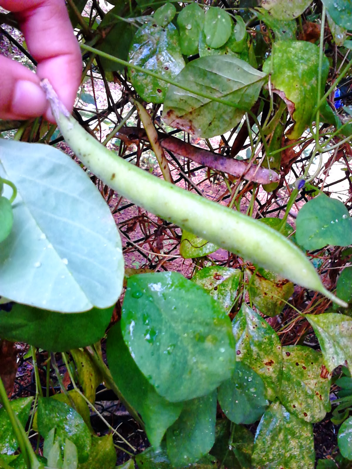 Clitoria terneata - Katarodu - කටරොඩු - Herbal Plants of Asia
