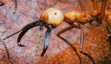 5 Hewan Langka Paling Ganas Yang Ada Di Hutan Amazon - Kabelantena