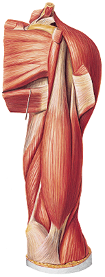 Tipos de musculos - segun su forma | Sistema muscular