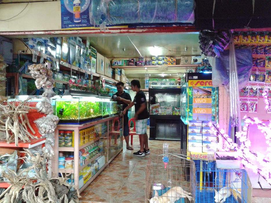 MrsMommyHolic: Our new fishies from Cartimar