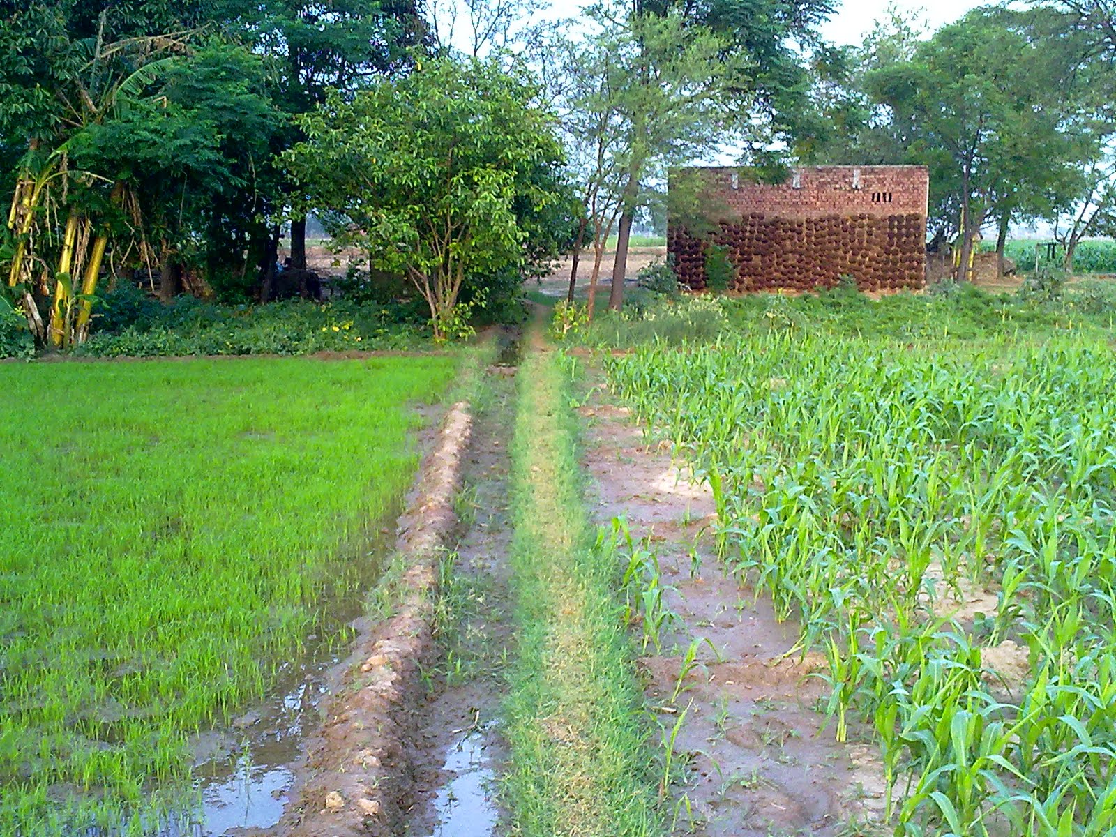 SULEHRI`S SECRETARIAT: CHAWINDA,"GRAVEYARD OF TANKS" TEHSIL PASRUR ...