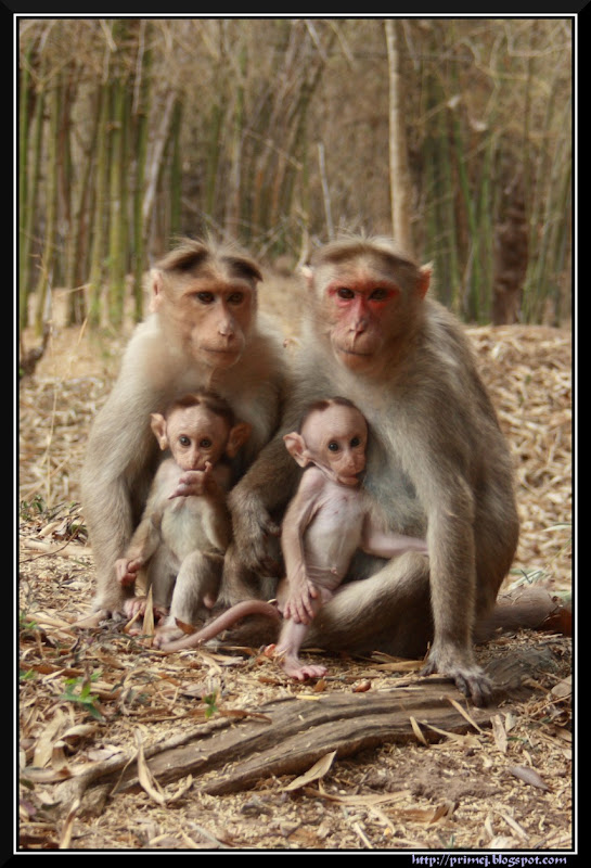 Prime Photos: April 2011