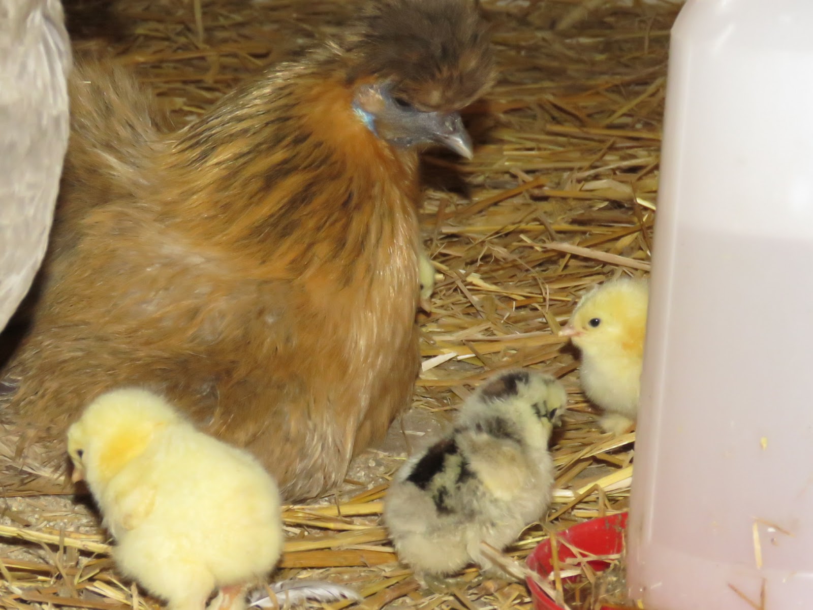 Hobbydyrenes blog: Høns og kyllinger