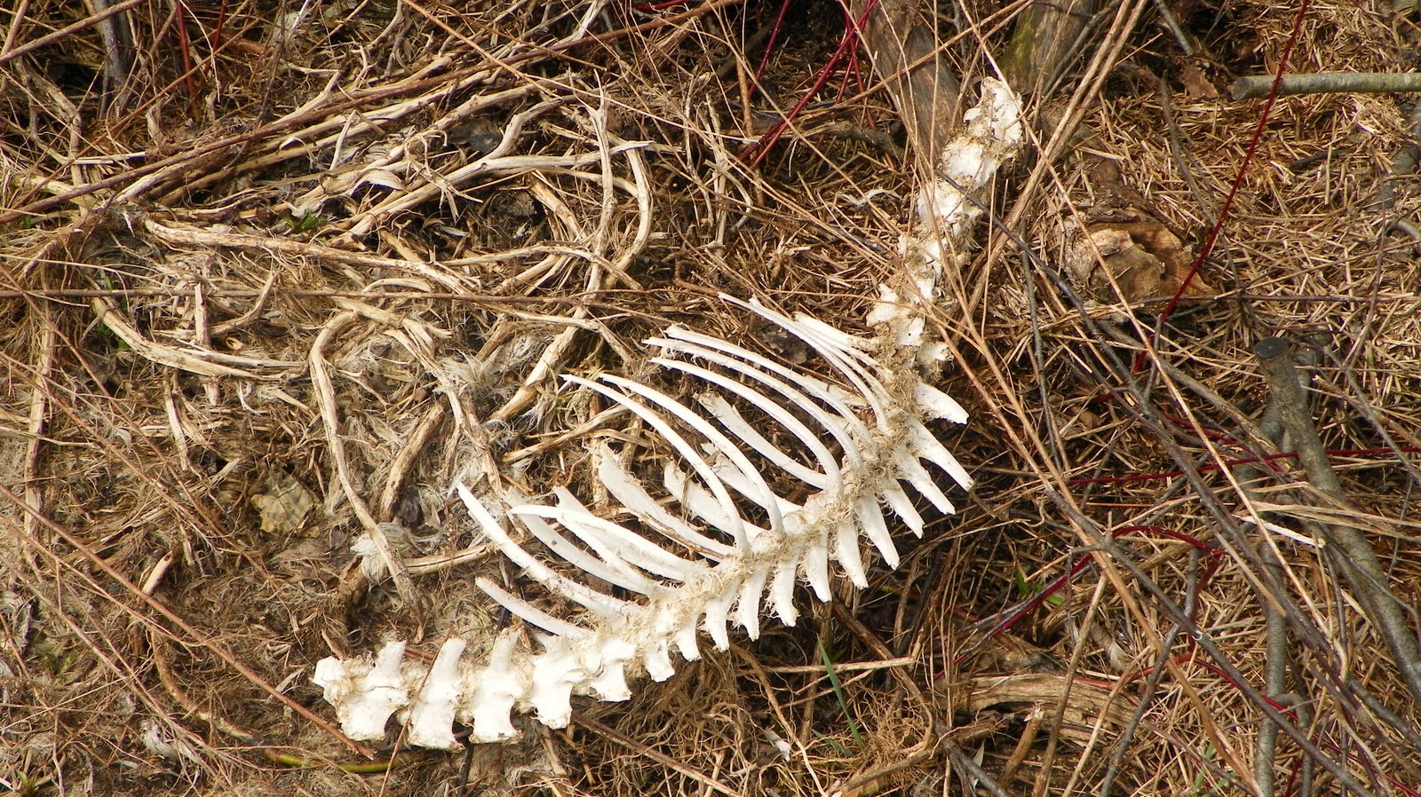 Timothy's Nature Photography www.facebook.com/ellistimphotography: Deer ...