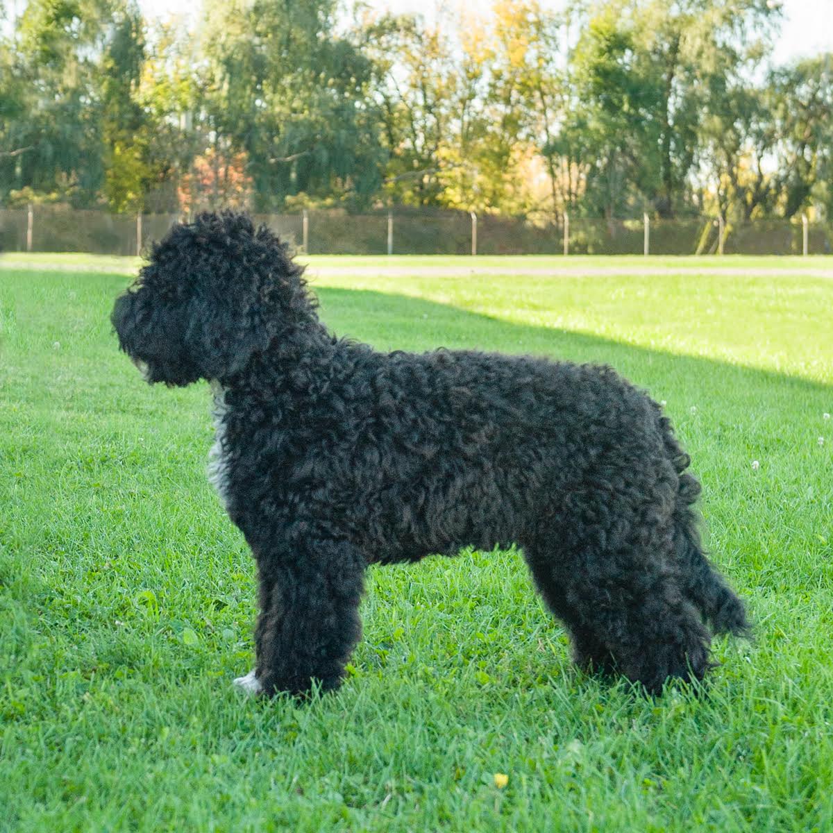 Hickory Tavern Farm Barbet: American Barbet Weekend at the Canadian Dog ...