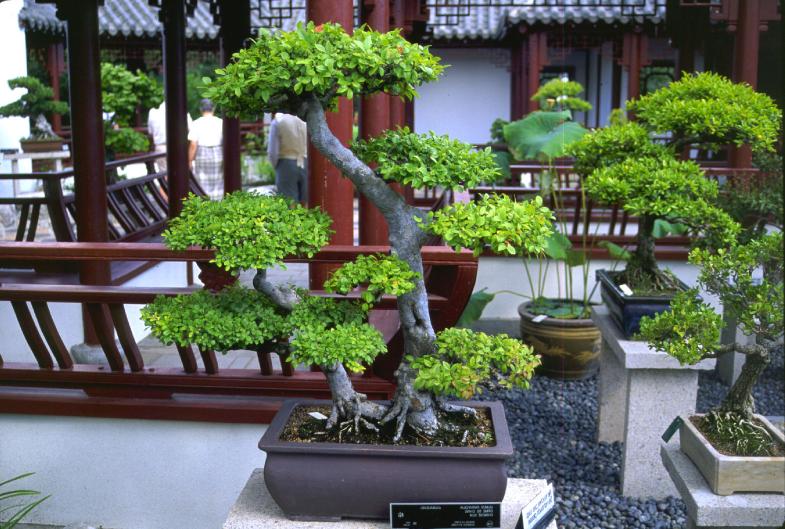 All HD: Bonsai