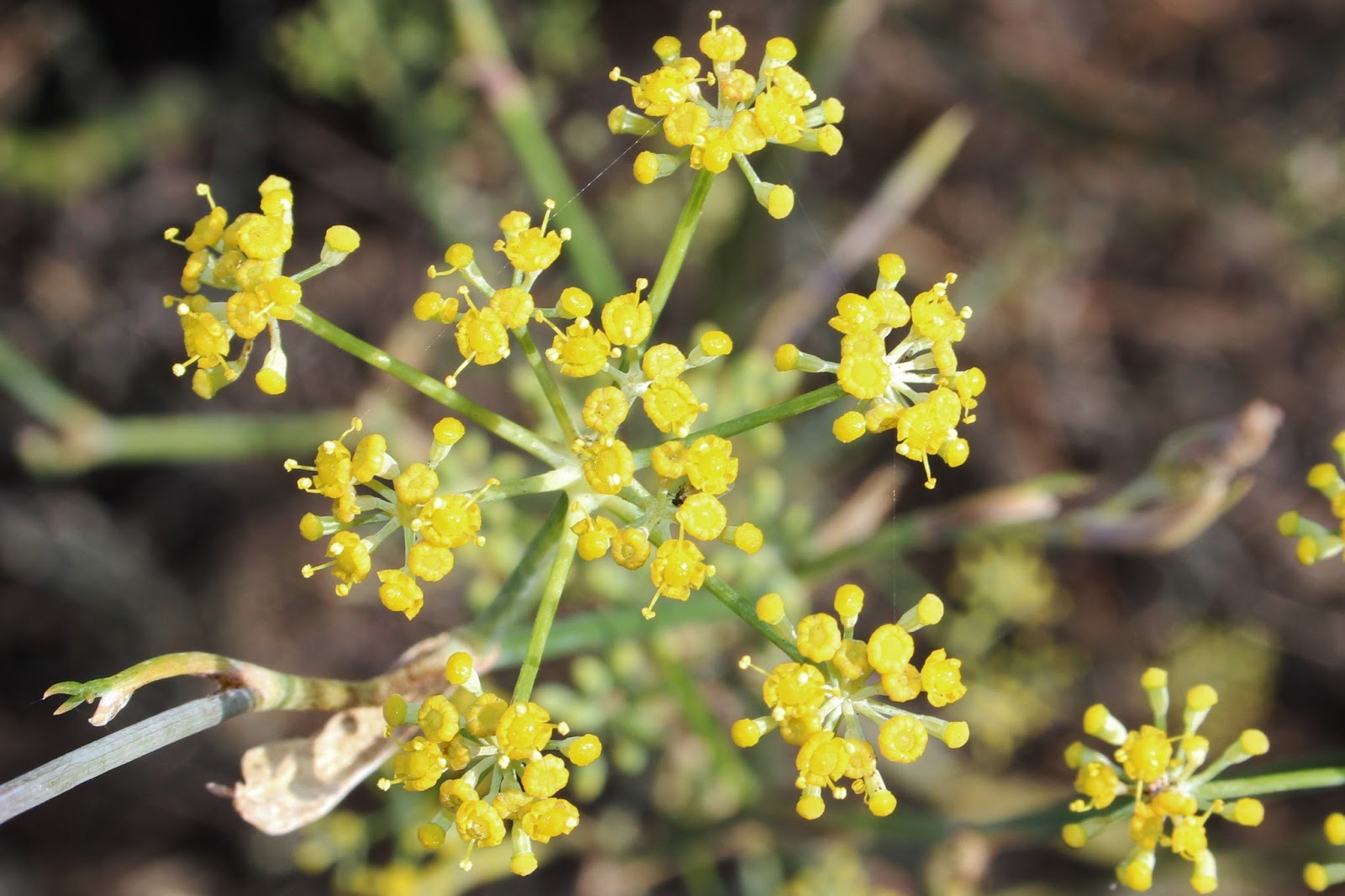 Biodiversity of Cyprus by NGO Protection of the Natural Heritage and ...