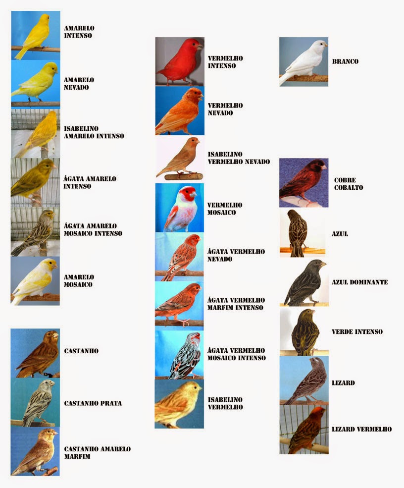 Criadores de Canario Belga Amadores: Maio 2014
