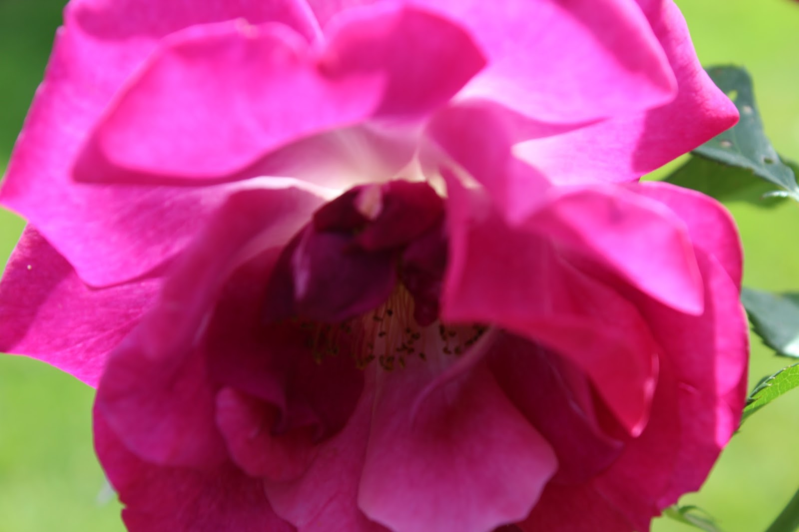 World in Pictures by Isabelle: Roses at Sonnenberg Gardens