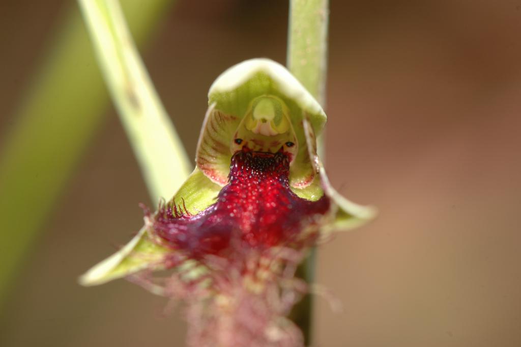 The Nature of Robertson: Beard Orchids (Calochilus sp)