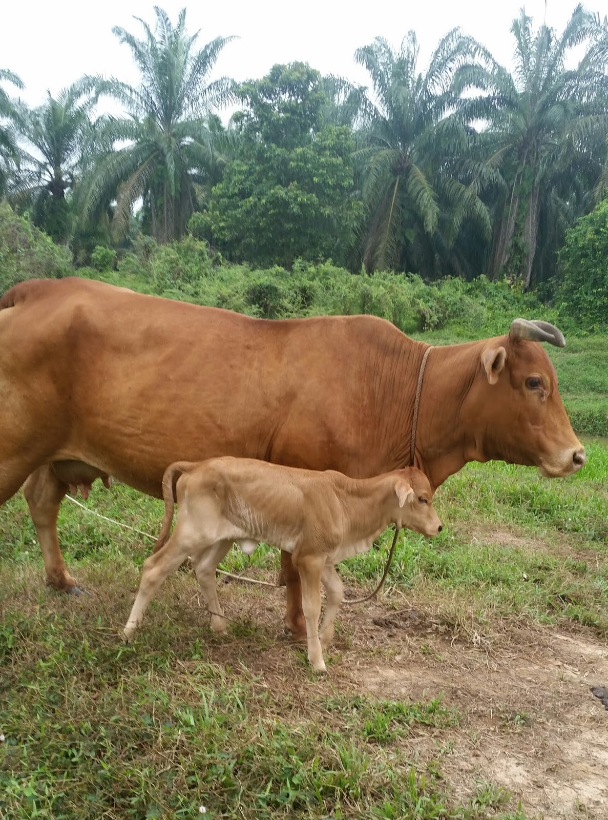 Warisan Petani: Ternakan Lembu 6