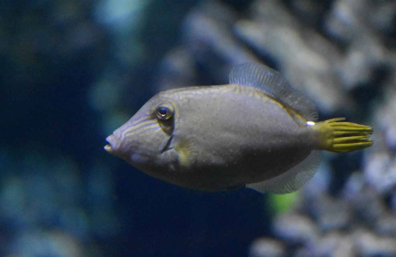 ZOOTOGRAFIANDO (6.096 ANIMALS): PEZ LIJA PANAL / HONEYCOMB FILEFISH ...