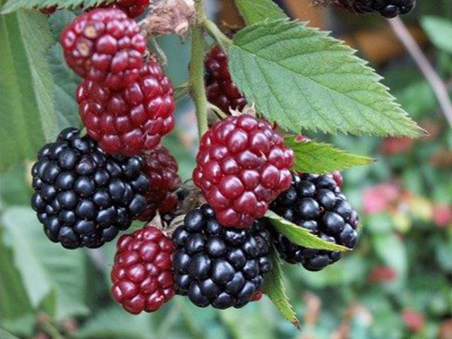 DIÁRIO COM A NATUREZA: 30 DE JUNHO - AMOREIRA - AMORA - FRUTA - FLOR ...