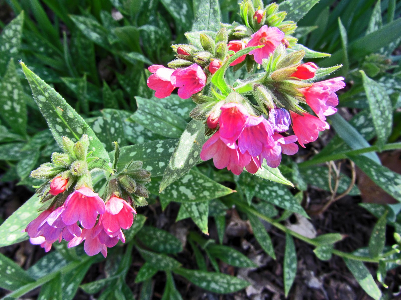 Gatsbys Gardens: Frost, Frost, Stay Away!