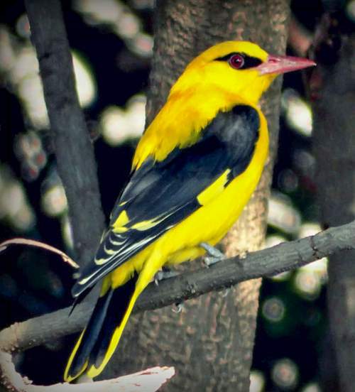 Indian golden oriole photos | Birds of India | Bird World
