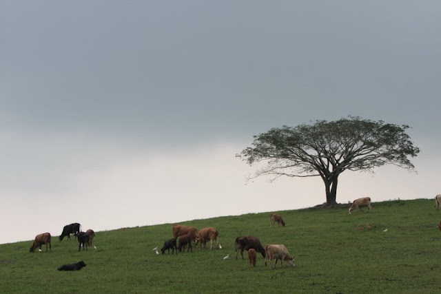 monsterz: Persiapan masuk UPM