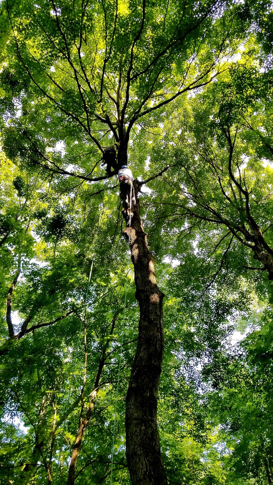 WSDA AgBriefs: Climbing trees to protect the environment