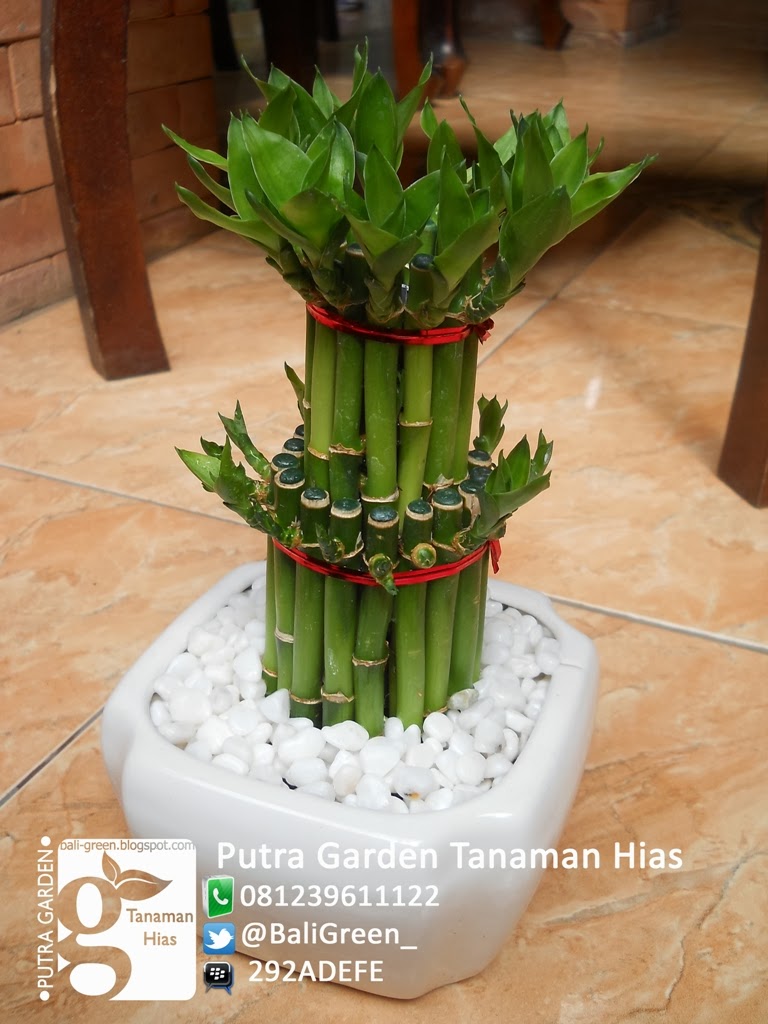 Tanaman Hias Unik Bambu Rejeki (Lucky Bamboo) Di Bali | Tanaman Hias ...