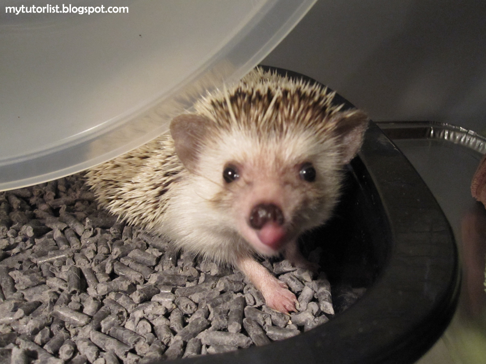 Hedgehog Poop On Wheel