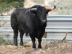 BOUS ALS NOSTRES POBLES ! ! !: Modalitats i races