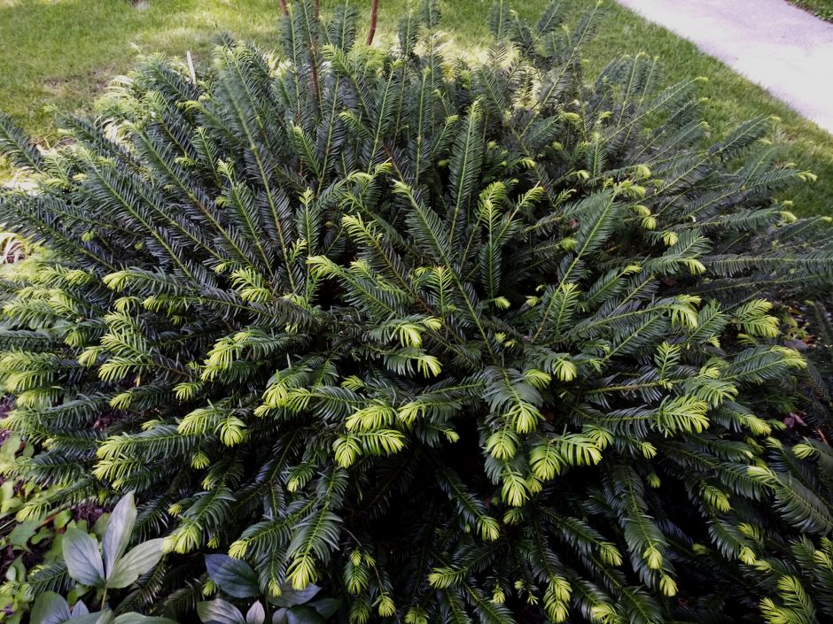 Future Plants by Randy Stewart: Cephalotaxus - Plum Yew