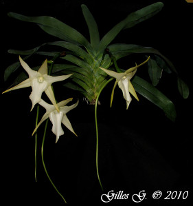 Les orchidées Angraecoid (Angraecinae): Angraecum sesquipedale Thouars ...