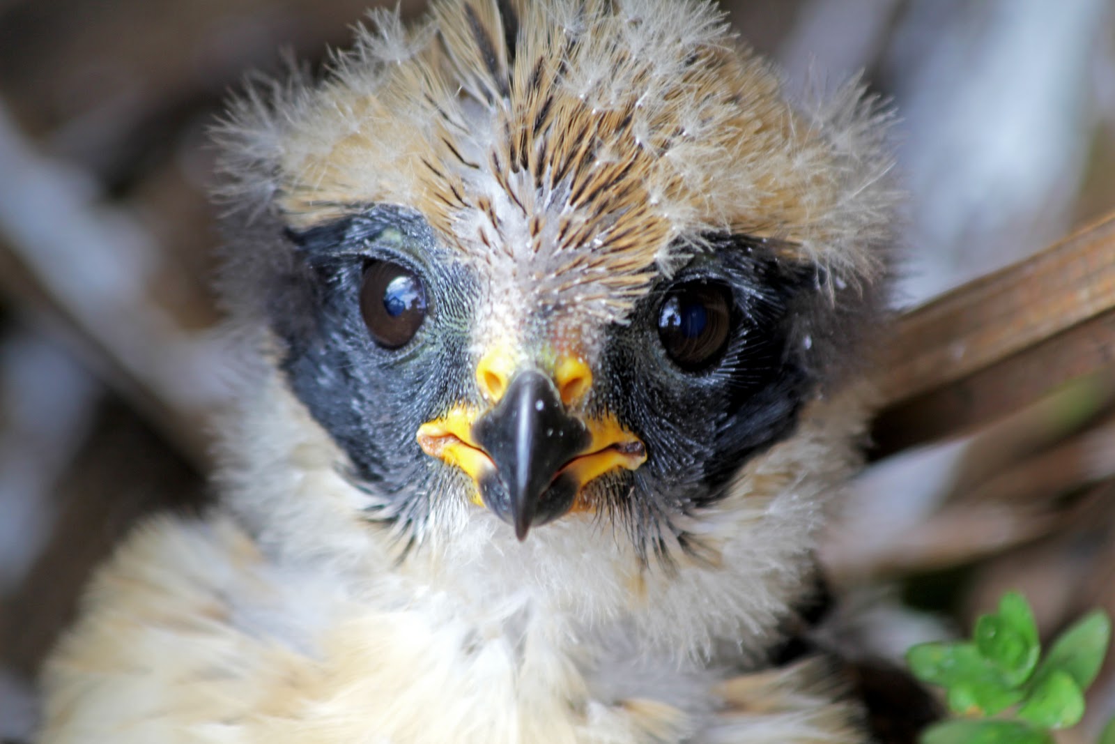 Blog do Gerê: Acauã e o Filhote