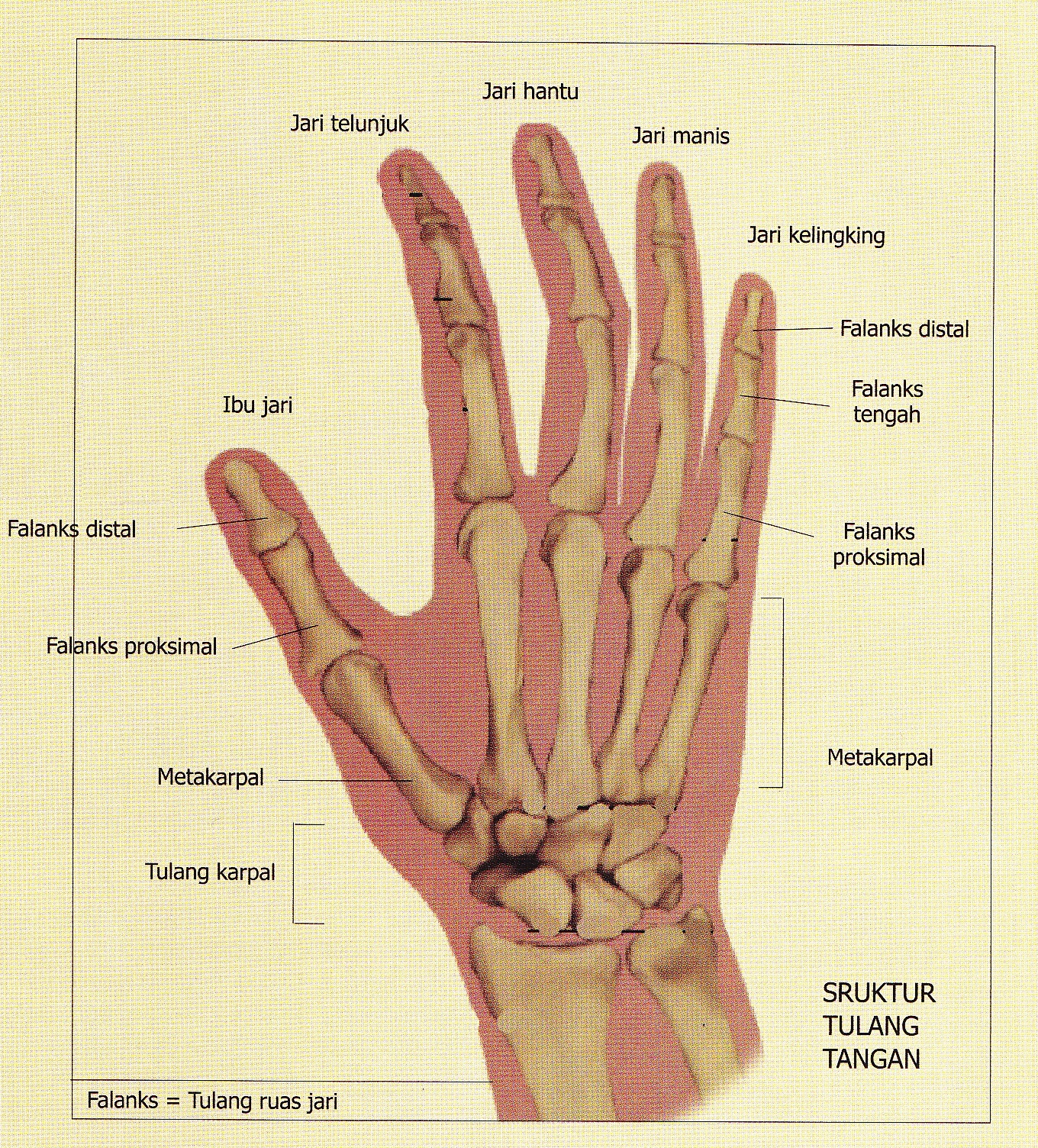 Aksara Cinta Ilahi...: Keajaiban Jari-Jemari