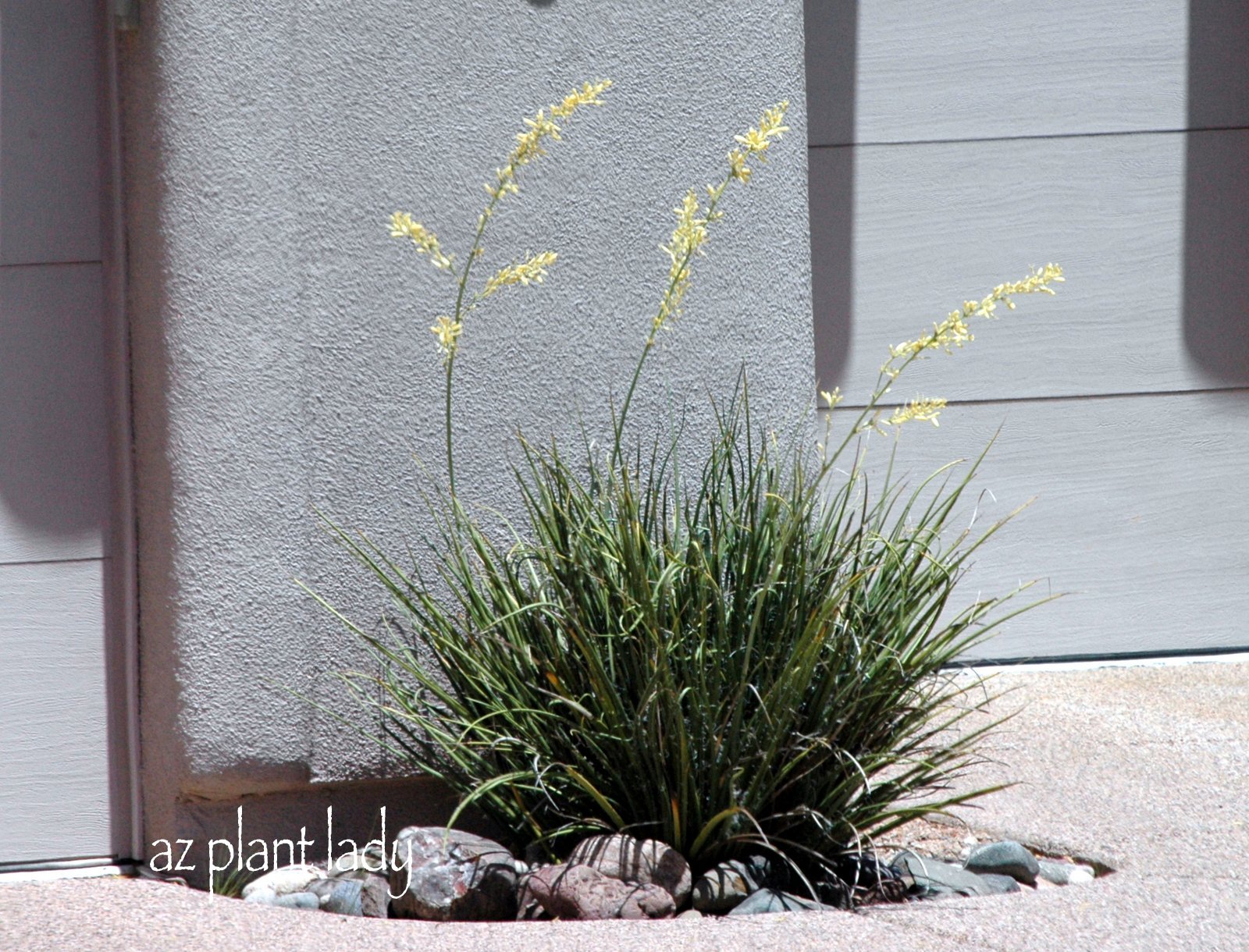 Beautiful, Low-Maintenance Red Yucca - Ramblings from a Desert Garden
