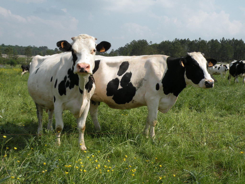 Vachement belles: Prim'Holsteins